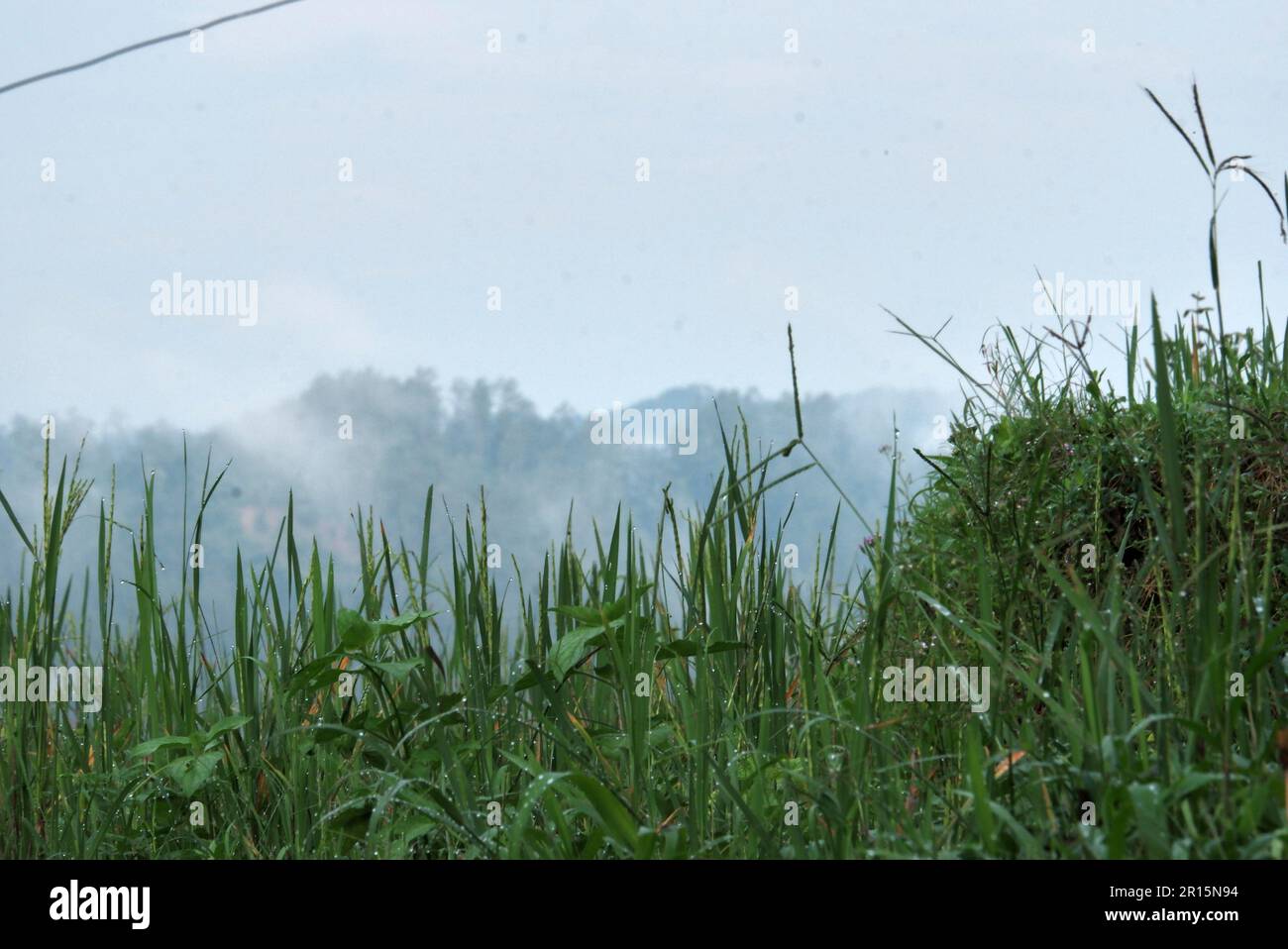 Vibrant green paddy plants covered in morning dew, set against a ...