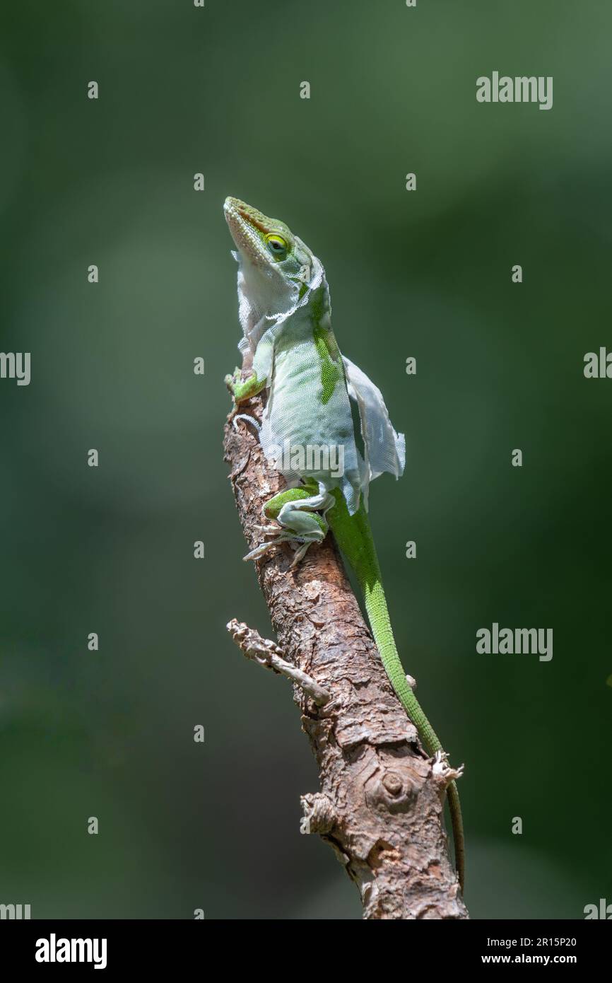 American green anole hi-res stock photography and images - Alamy