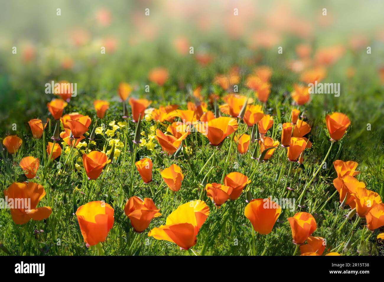 California poppy in bloom hi-res stock photography and images - Alamy