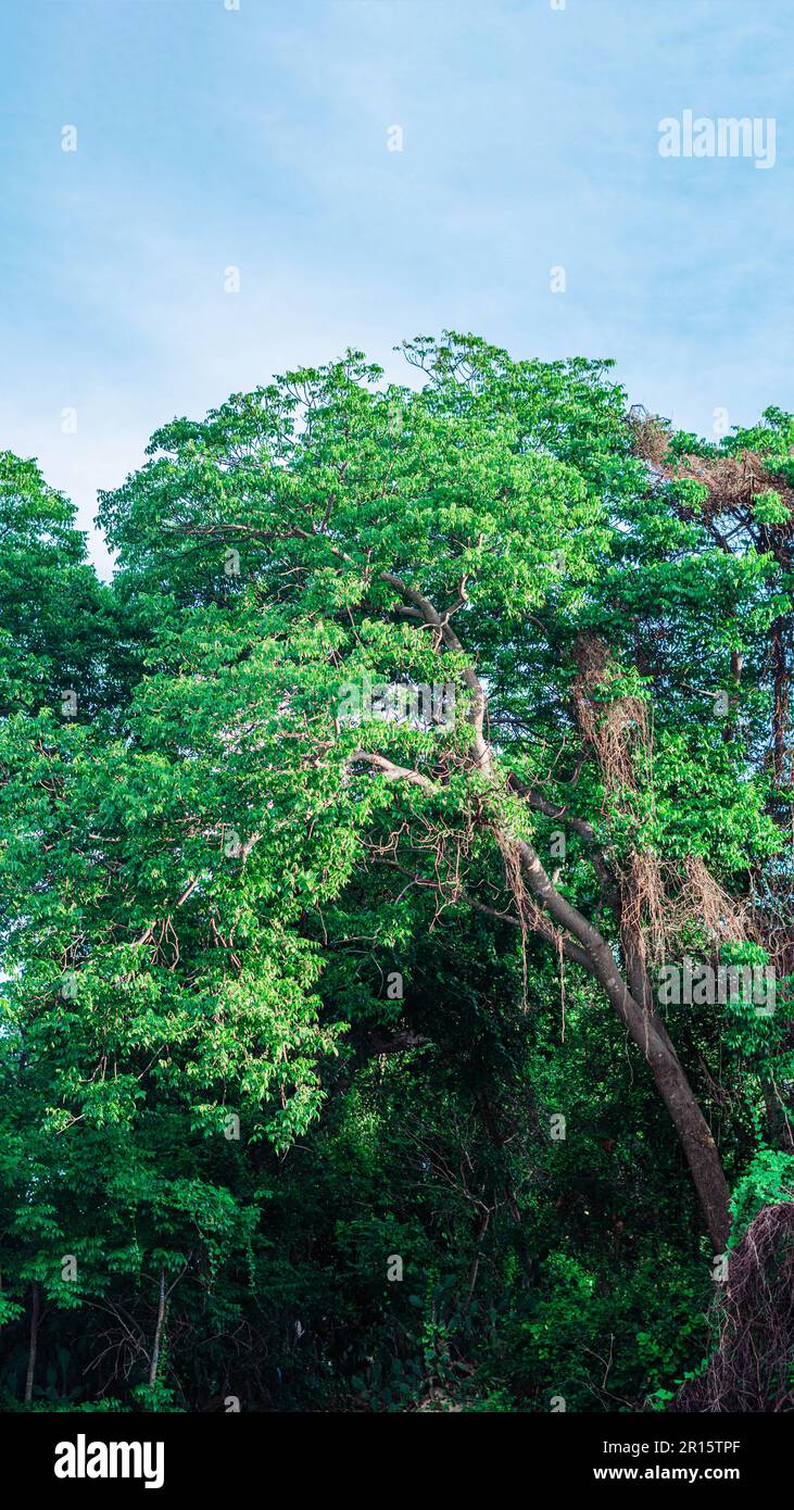PANORAMA huge Lush crown tall trunk of jungle evergreen forest green ...