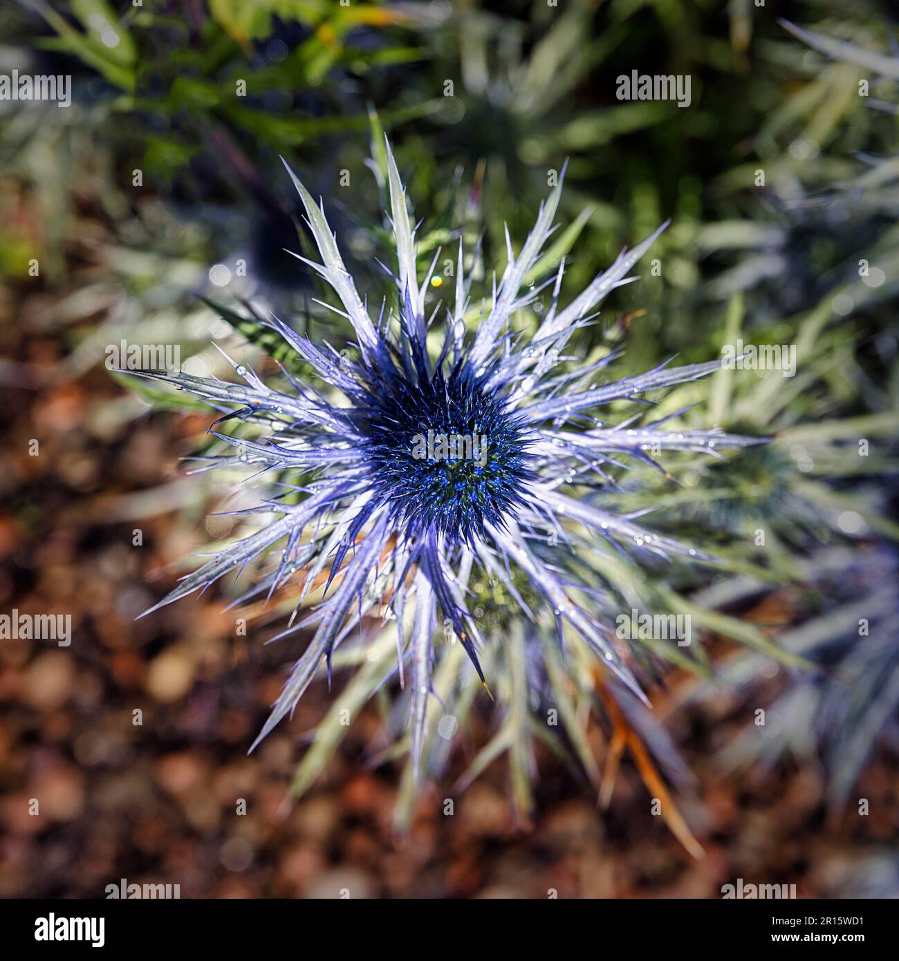 Alpine sea holly (Eryngium alpinum), flower, blue thistle, national ...