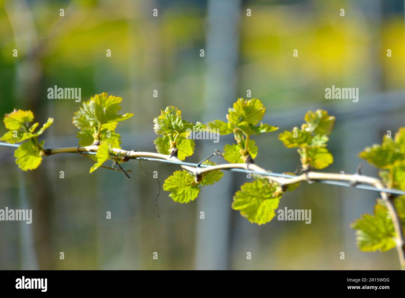 New budding on the vine in spring Stock Photo - Alamy
