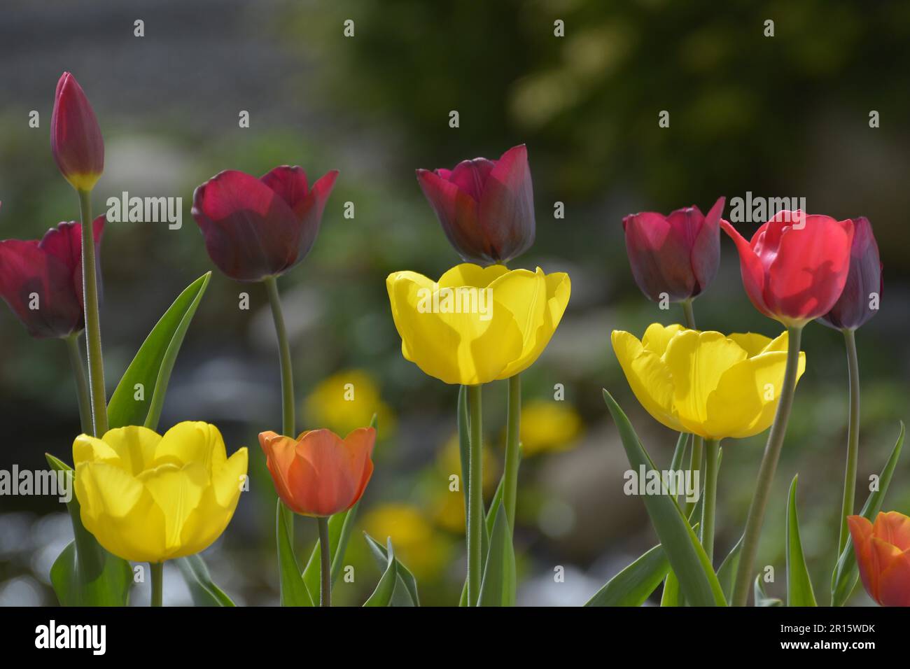 Different tulip varieties hi-res stock photography and images - Alamy