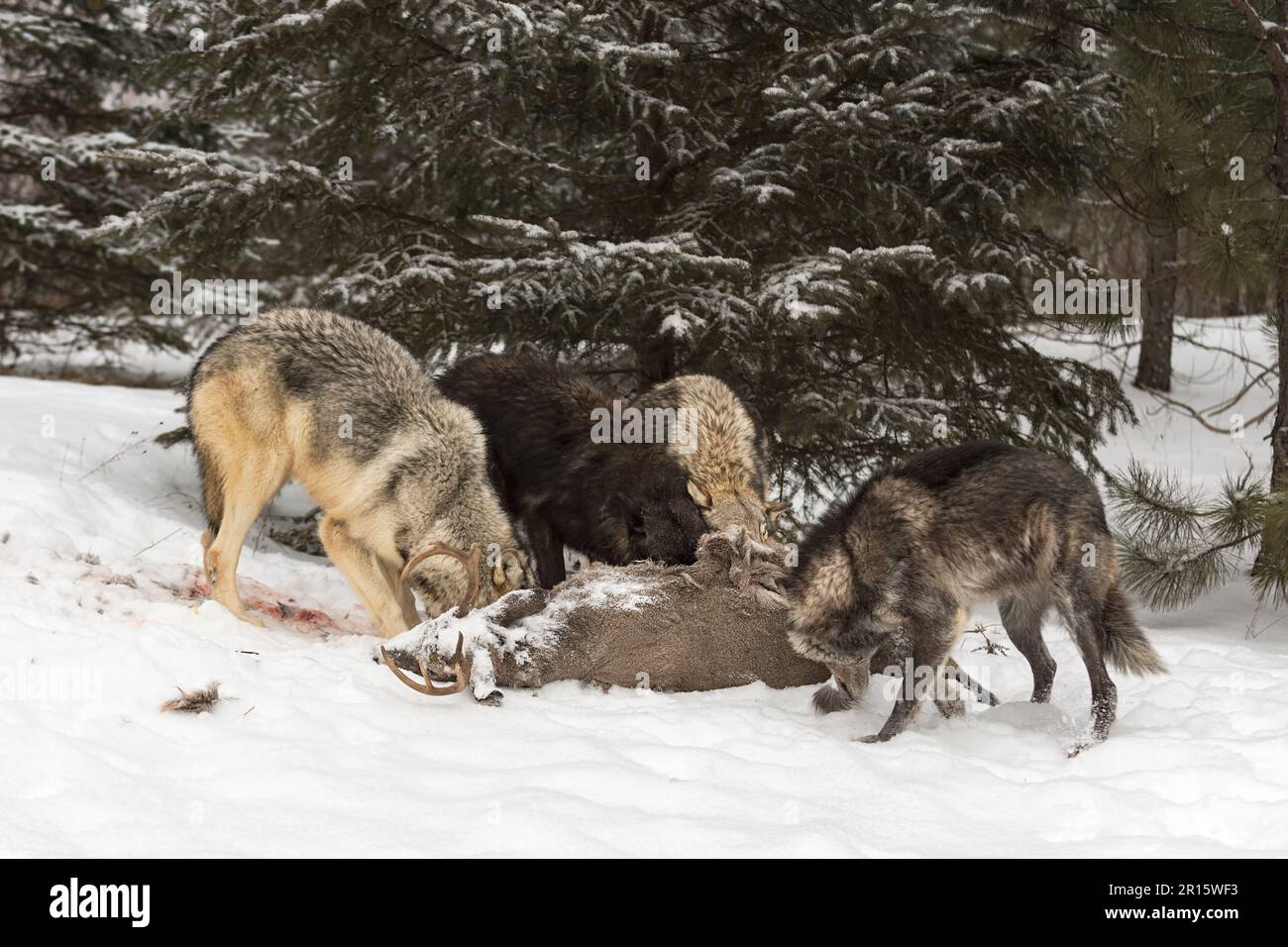 Black wolf pack in snow hi-res stock photography and images - Alamy