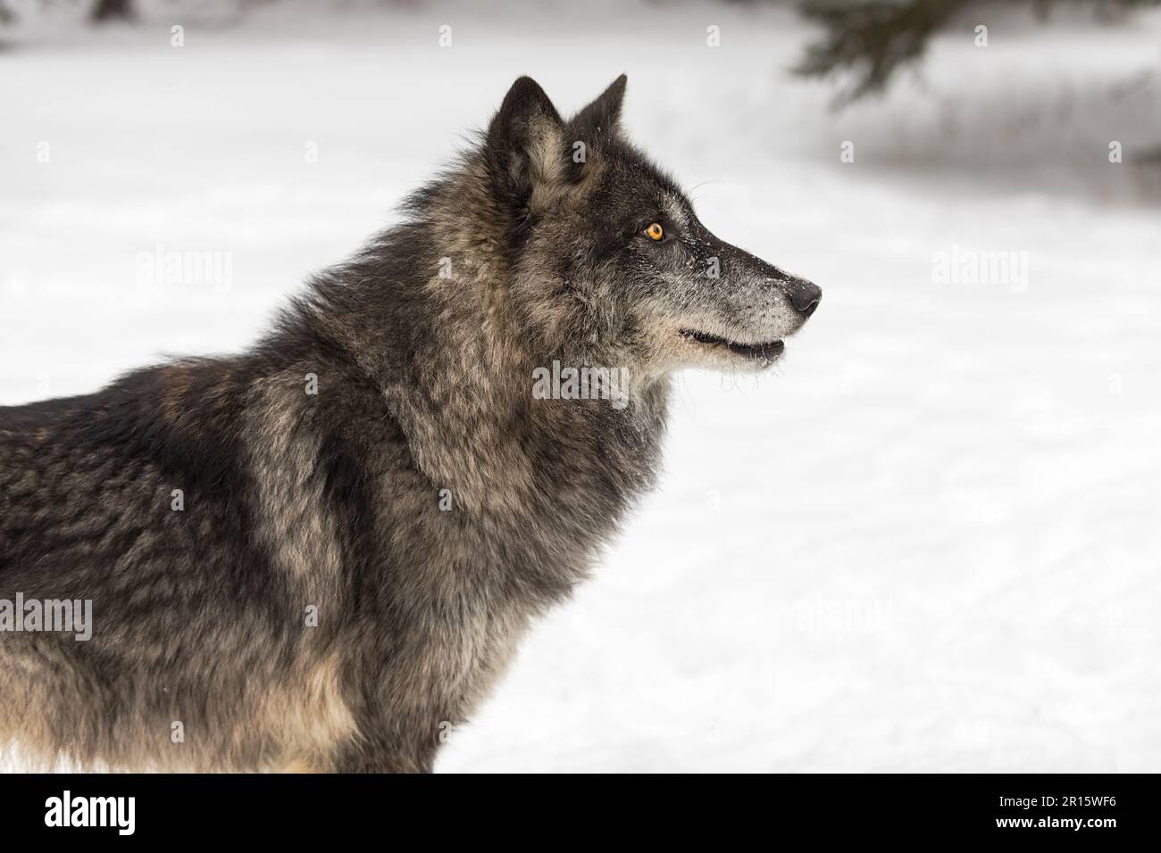 Black-Phase Wolf (Canis lupus) Looks Up to the Right Winter - captive ...