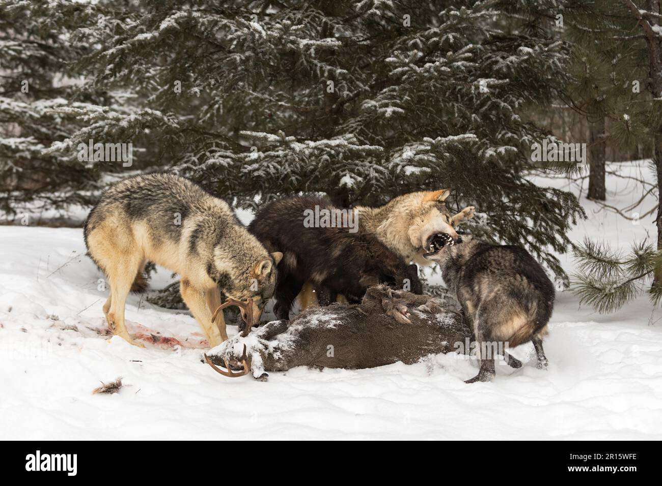 Wolf (Canis lupus) Pack Feeds While One Snaps at Another Winter ...