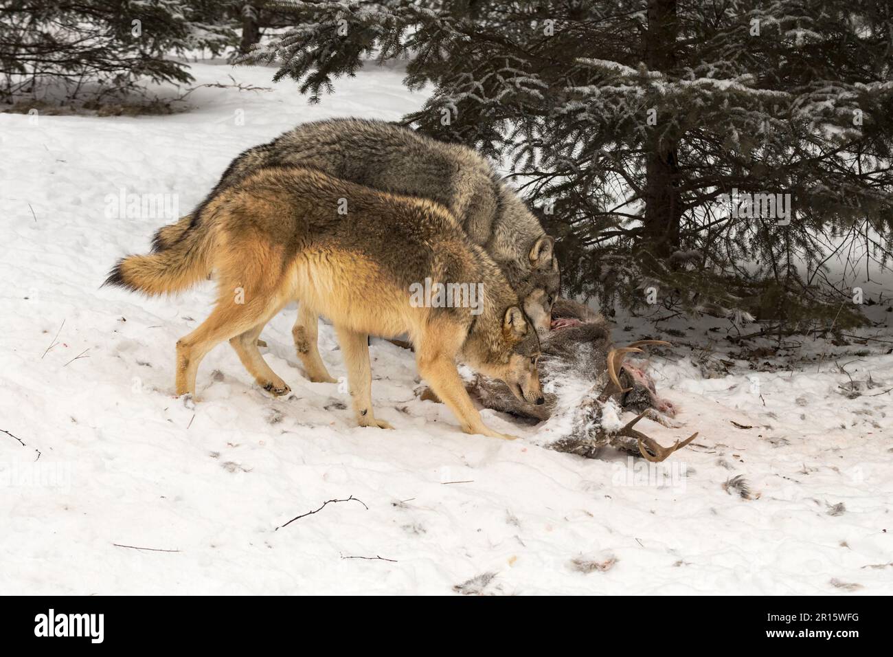 Wolves (Canis lupus) Stand Side by Side Sniffing at White-Tail Deer ...