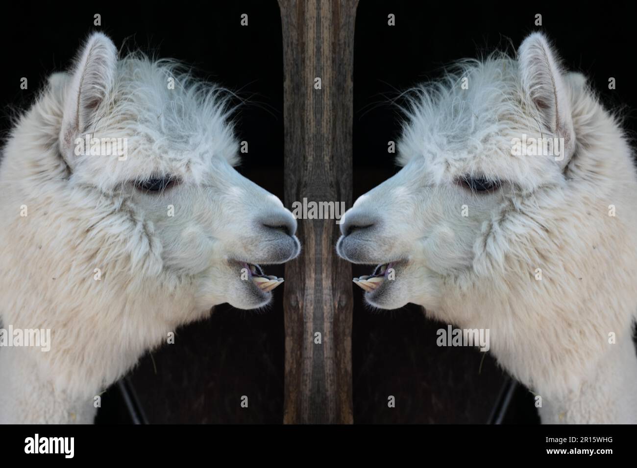 Alpaca chewing hi-res stock photography and images - Alamy
