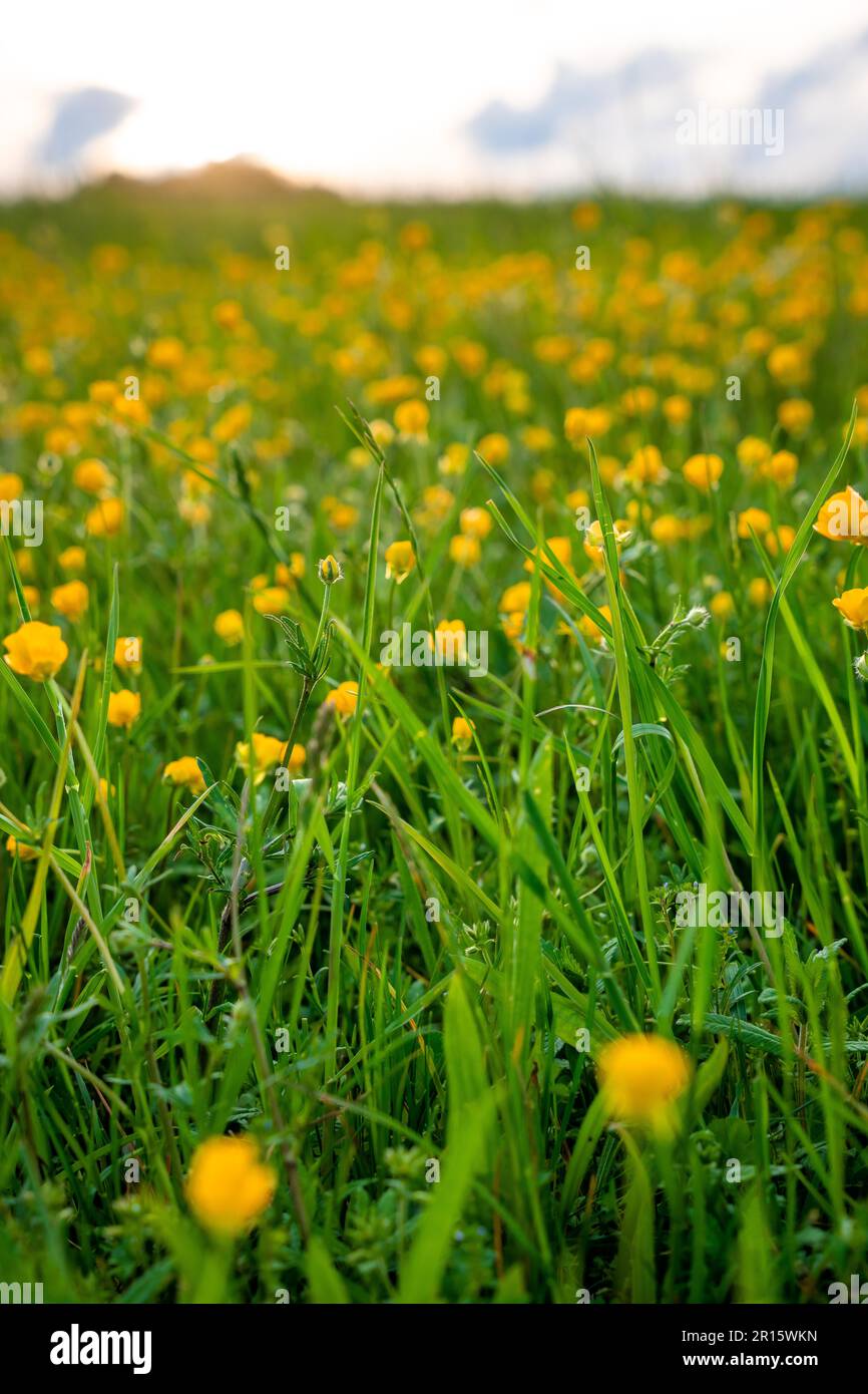 Spring meadow flowers forest germany hi-res stock photography and ...