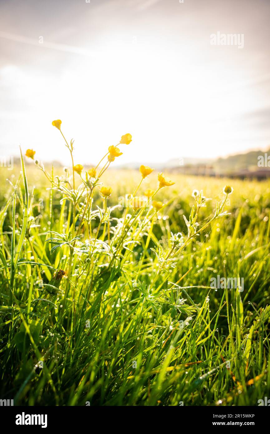 Spring meadow flowers forest germany hi-res stock photography and ...