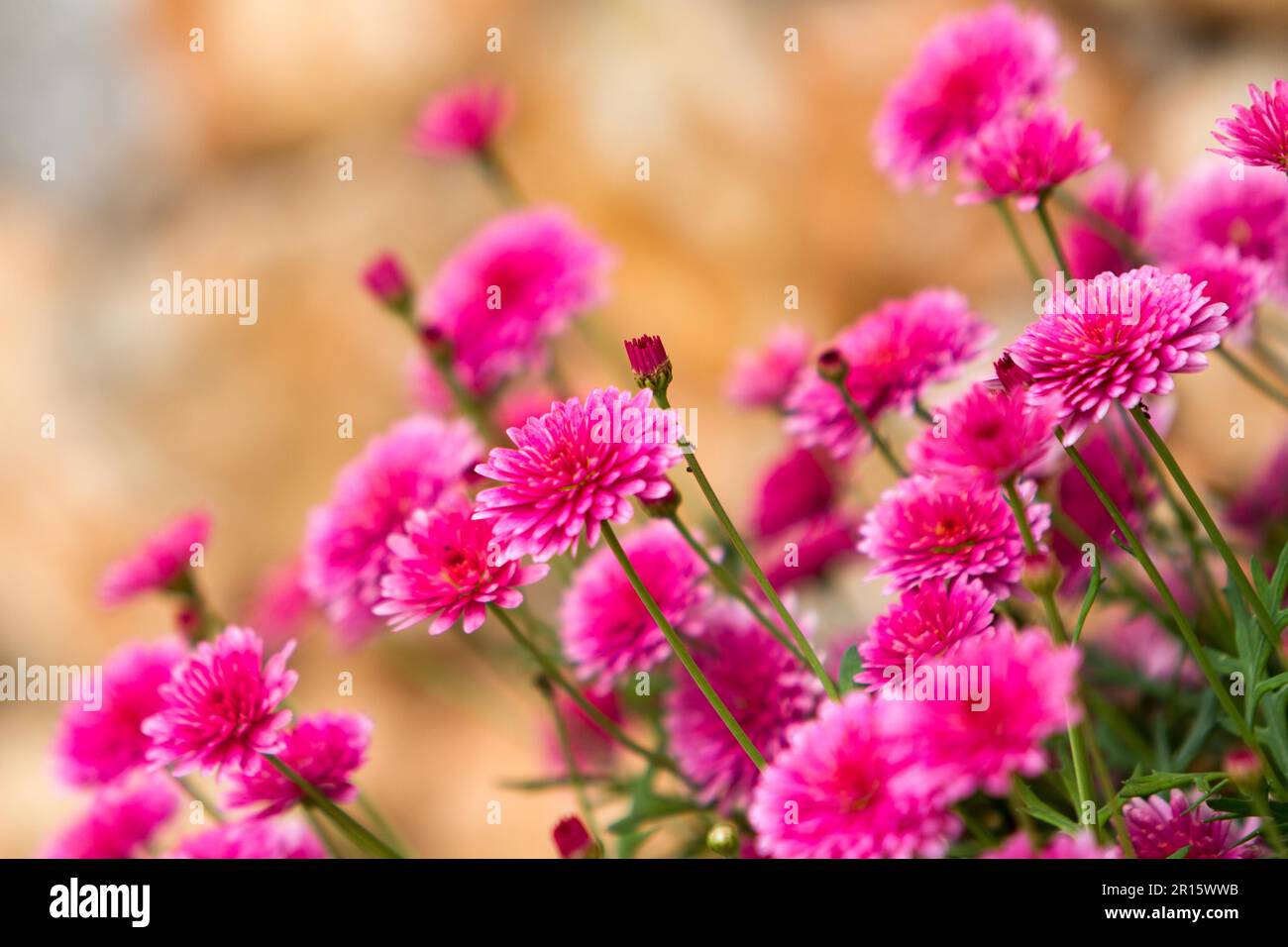 Margarite hi-res stock photography and images - Alamy