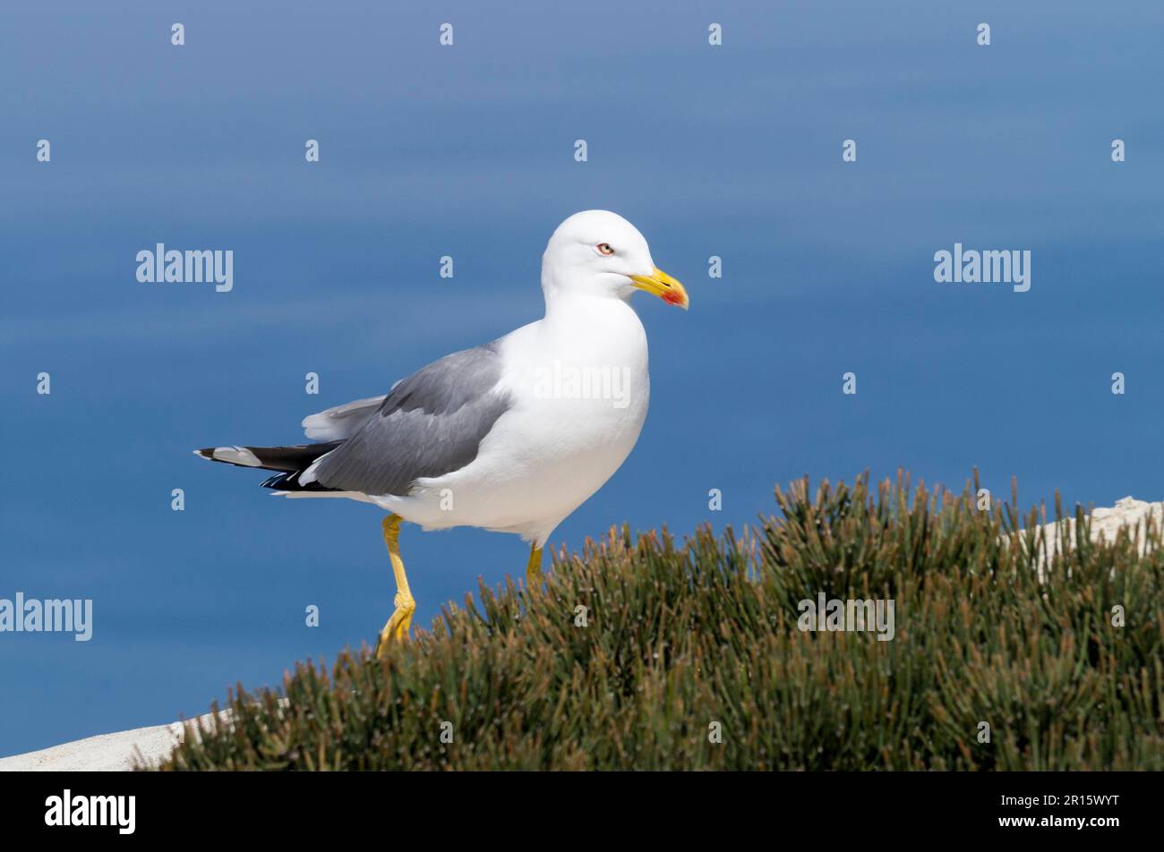 Yellow-legged gull (Larus michahellis Stock Photo - Alamy
