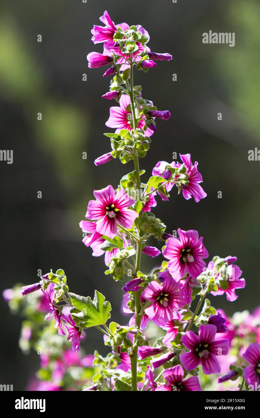 Common wild plants hi-res stock photography and images - Alamy