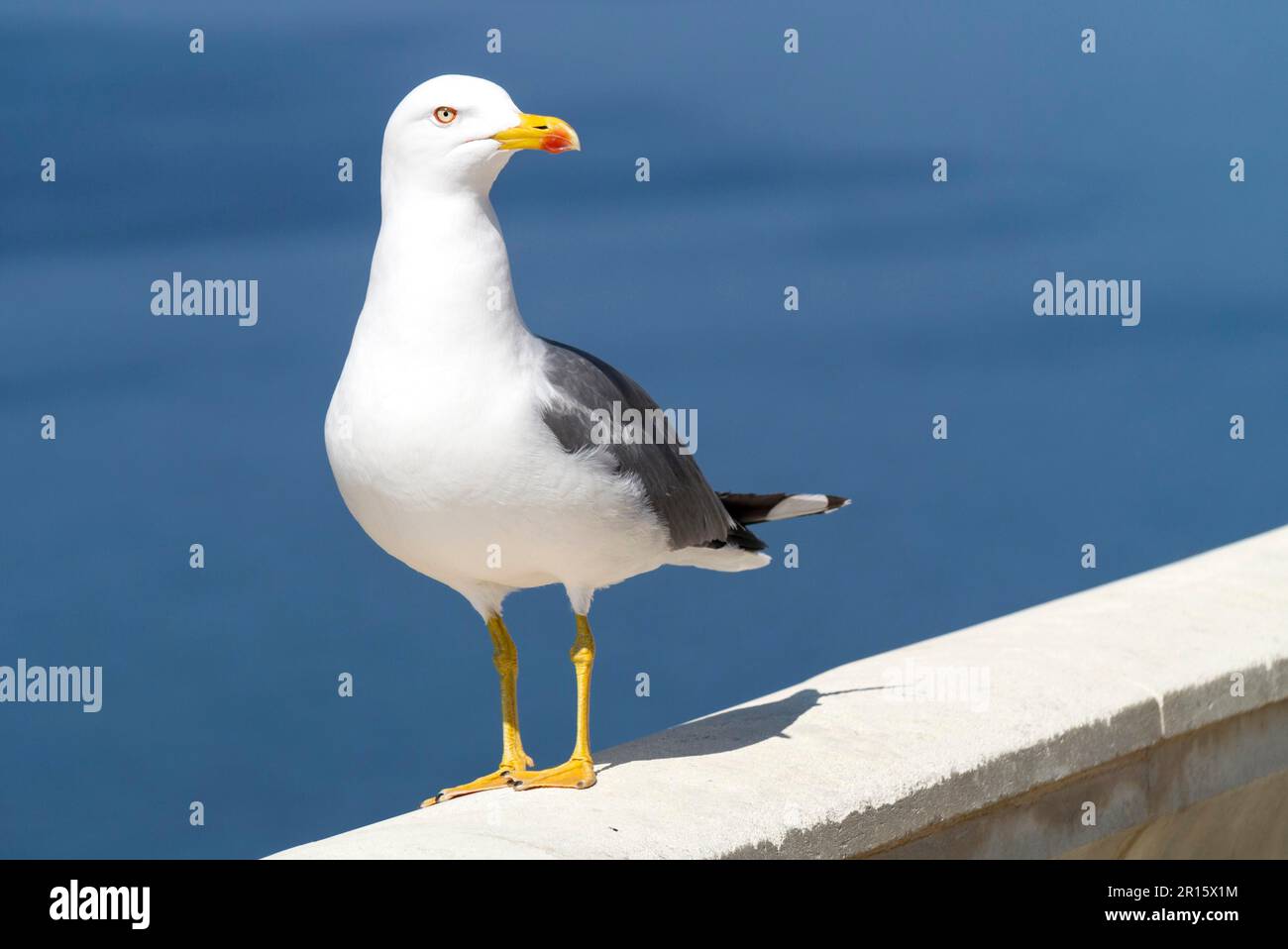 Yellow-legged gull (Larus michahellis Stock Photo - Alamy