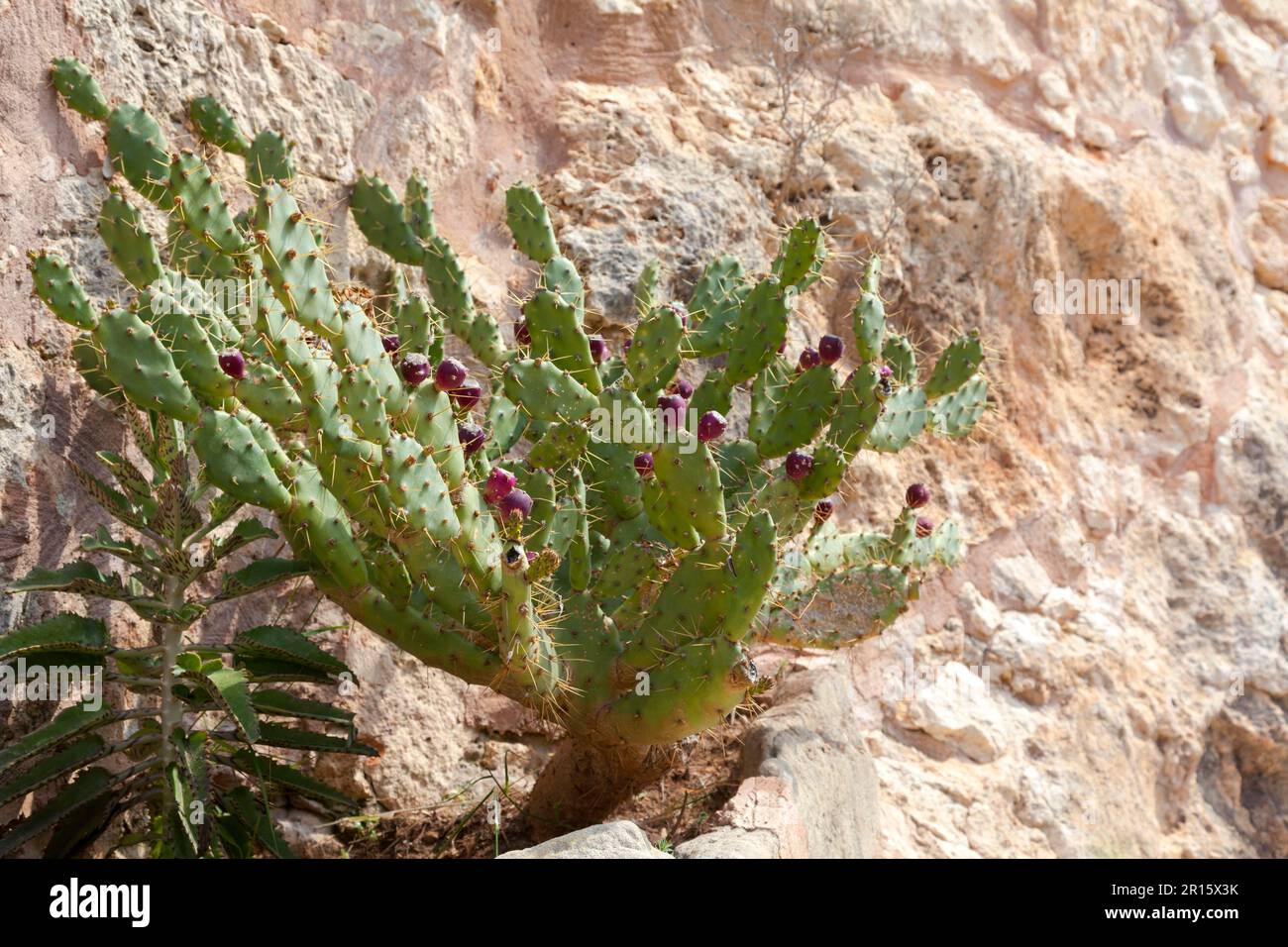 Prickly cactus common plant hi-res stock photography and images - Alamy