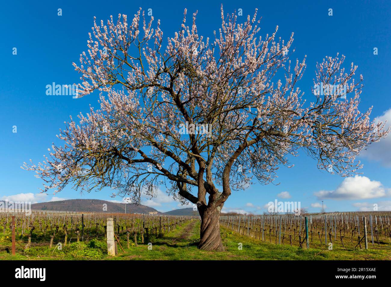 Old almond tree hi-res stock photography and images - Alamy