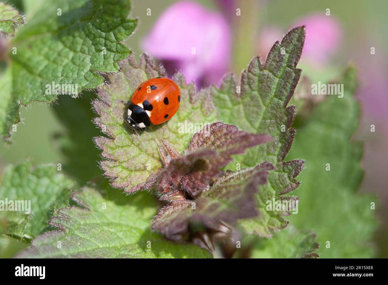 Ladybird detail hi-res stock photography and images - Alamy