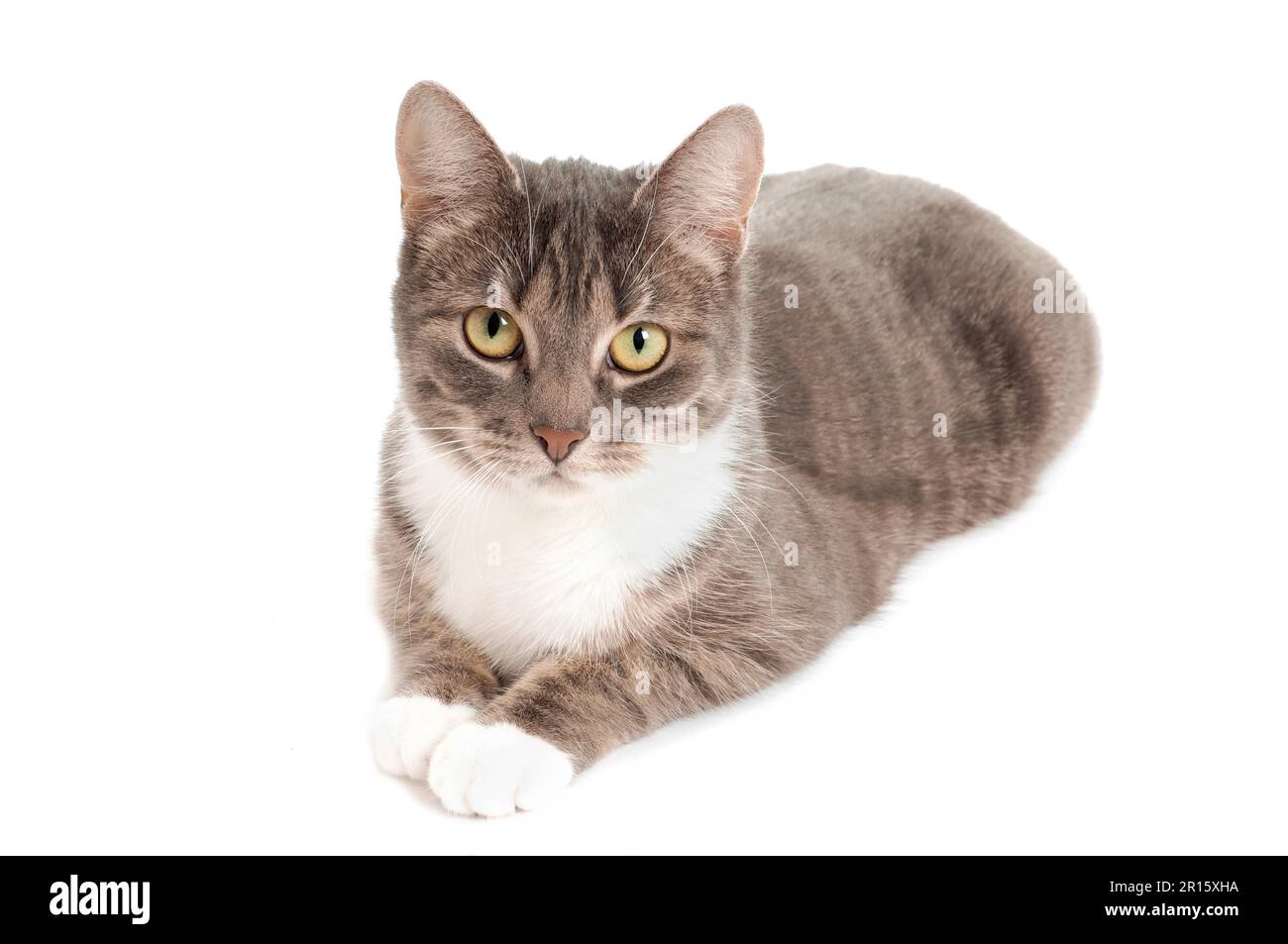 Relaxed tabby cat Cut Out Stock Images & Pictures - Alamy