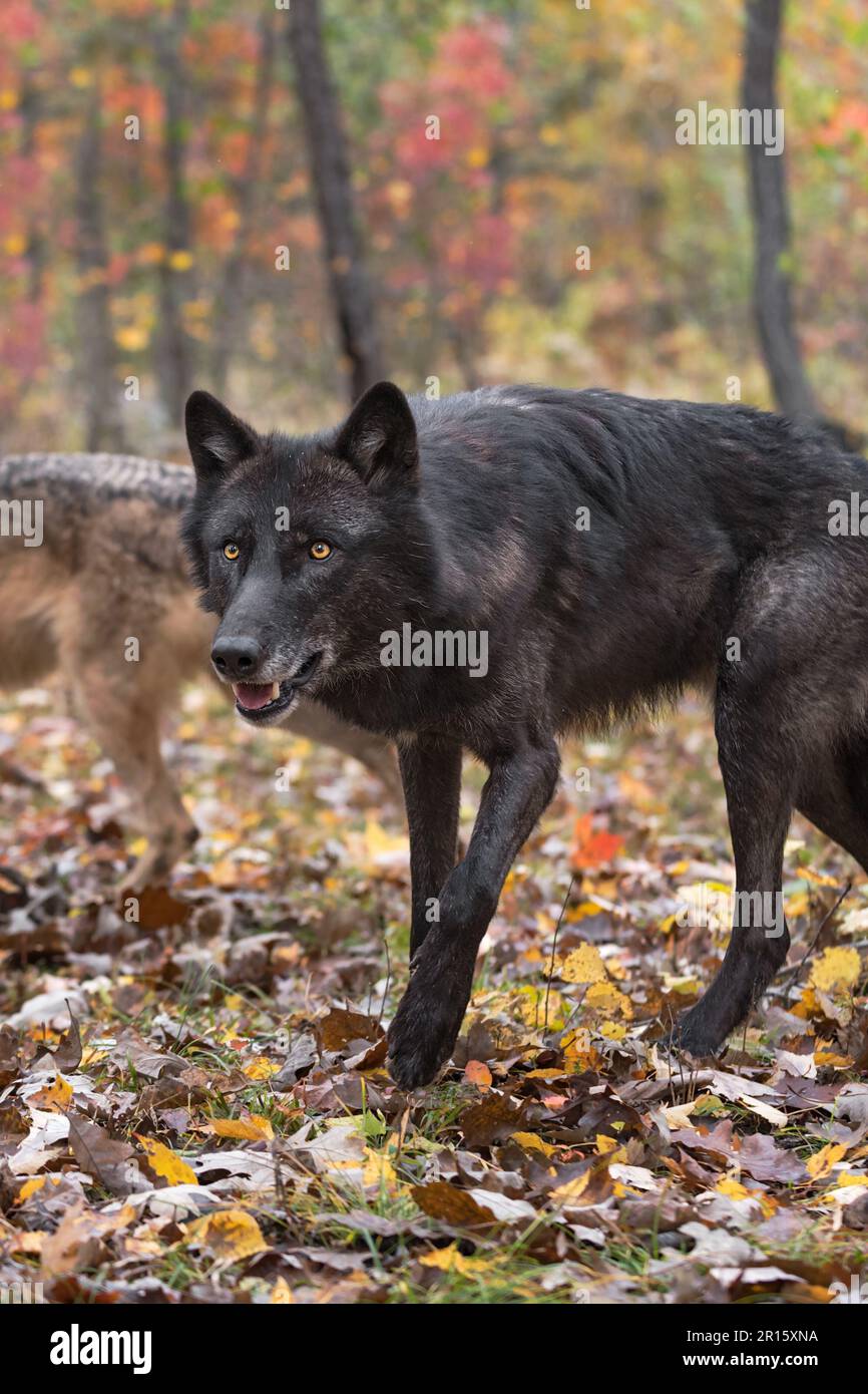 Black-Phase Grey Wolf (Canis lupus) Steps Forward Second in Background ...