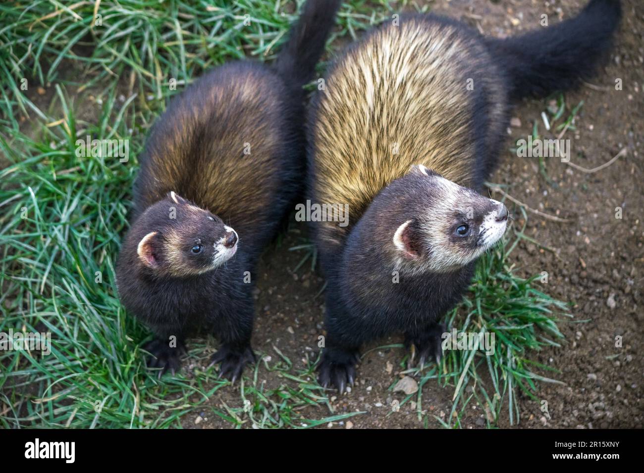 European Polecat (mustela putorius Stock Photo - Alamy