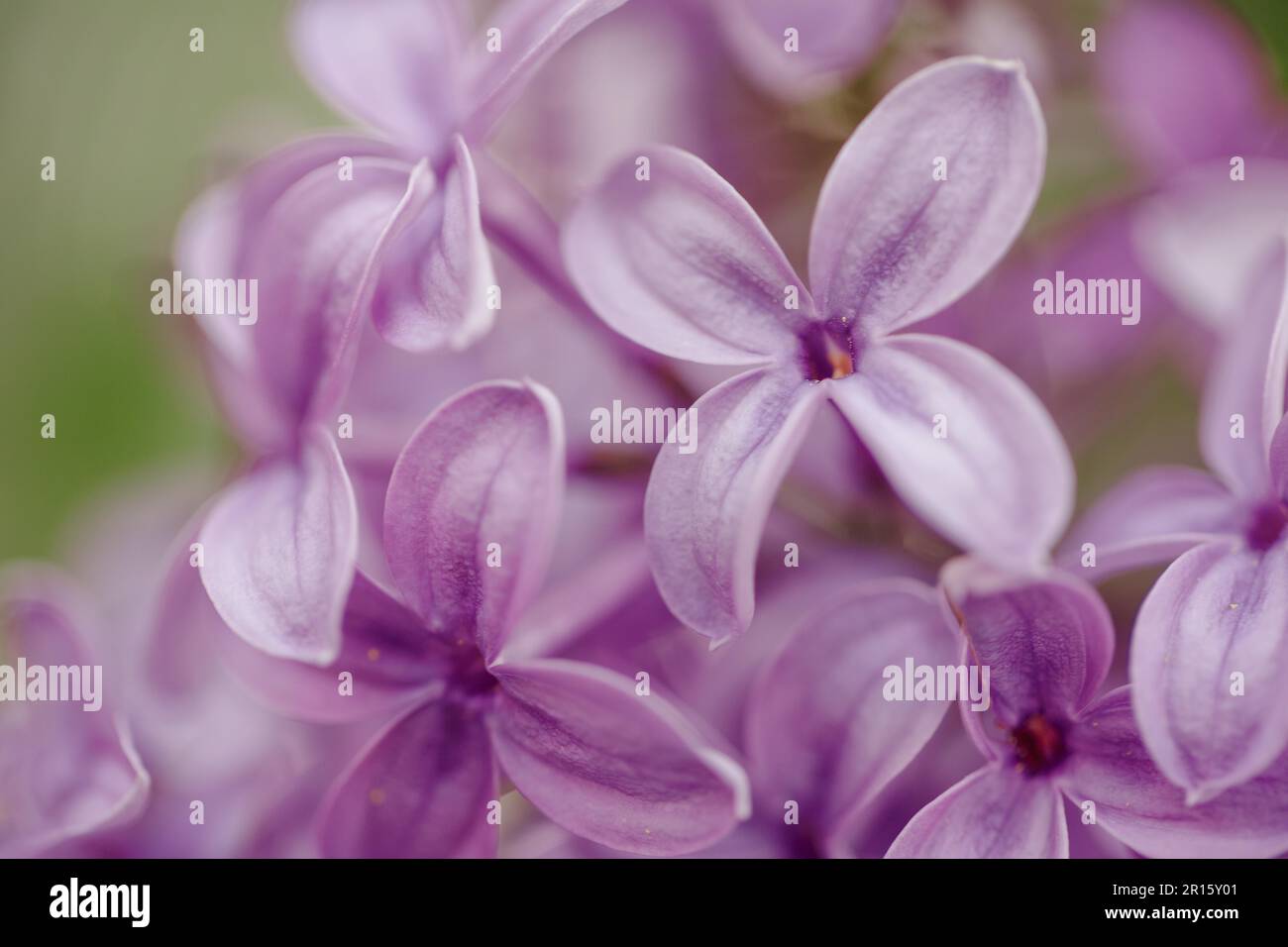 Lilacs in bloom on a sunny spring day Stock Photo - Alamy
