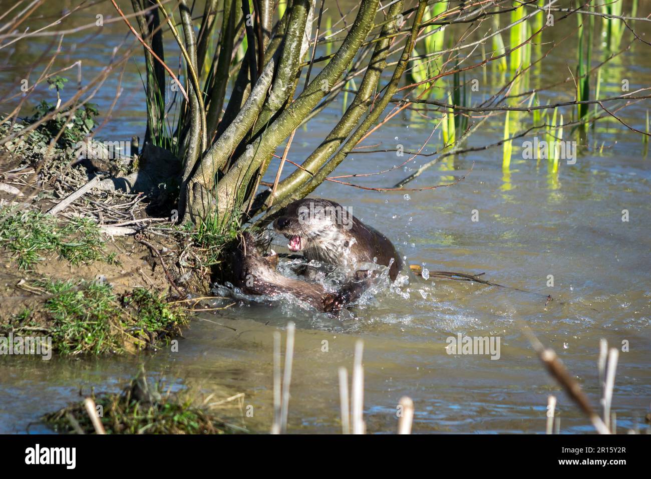 Gray otters hi-res stock photography and images - Alamy