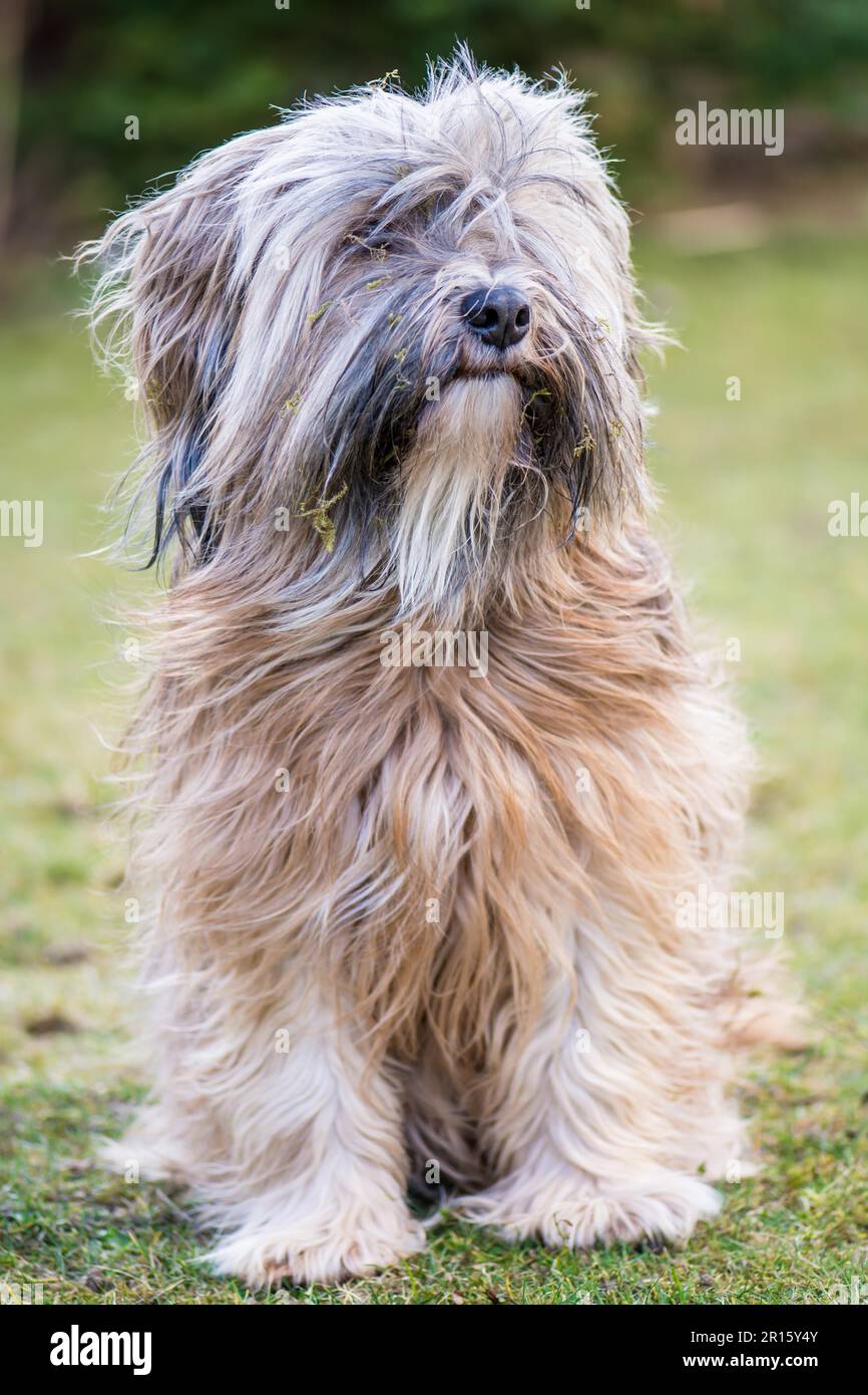 Disheveled hi-res stock photography and images - Alamy