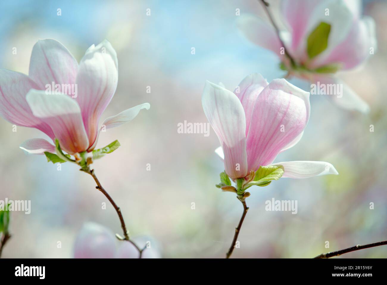 Rose pink magnolia blossom hi-res stock photography and images - Alamy
