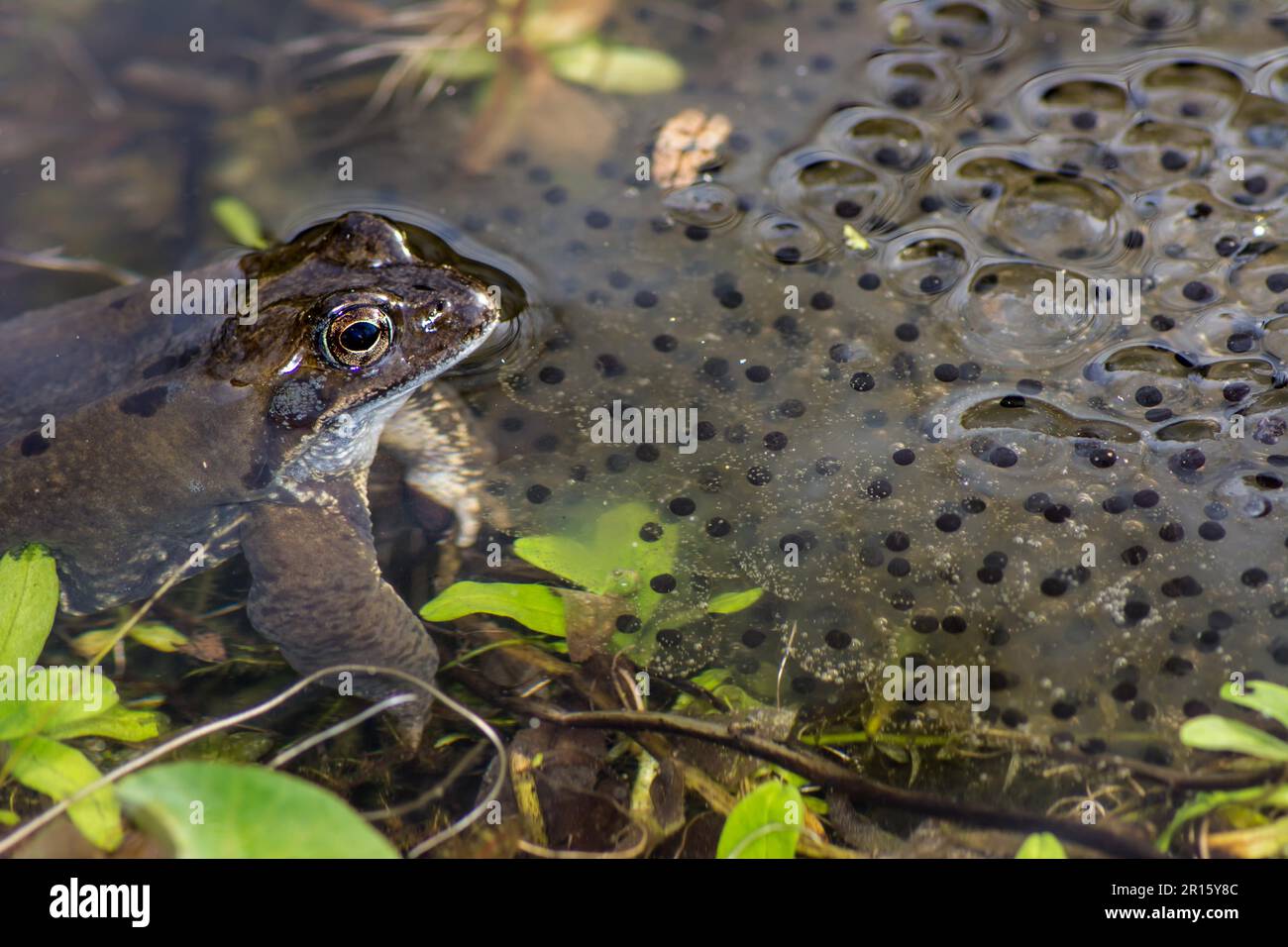 Toad and its spawn in the water Stock Photo - Alamy