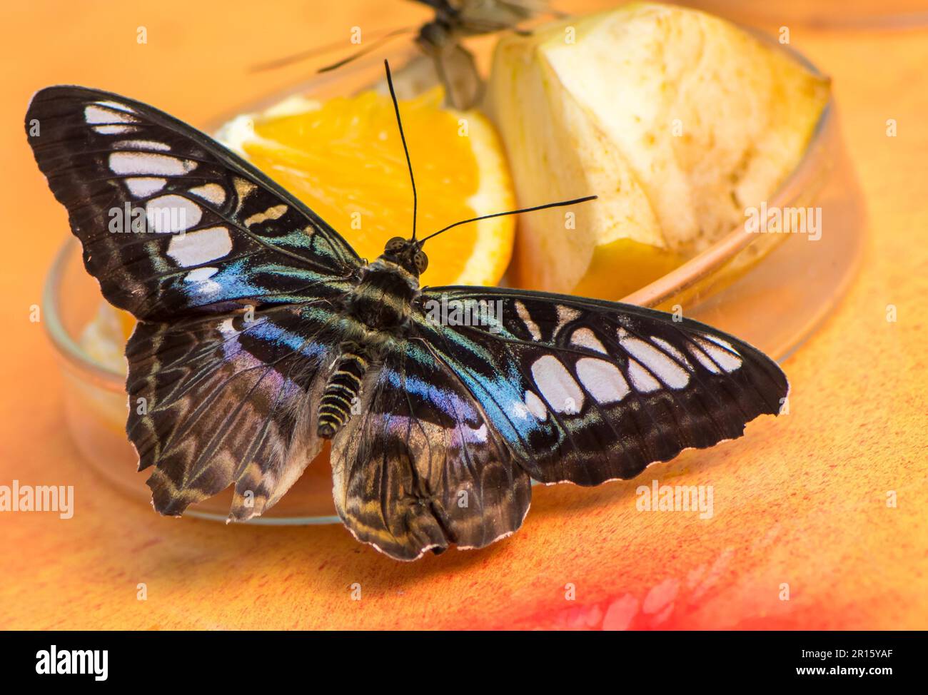 Feeding a tropical Parthenos (Sylvia) Butterfly Stock Photo - Alamy