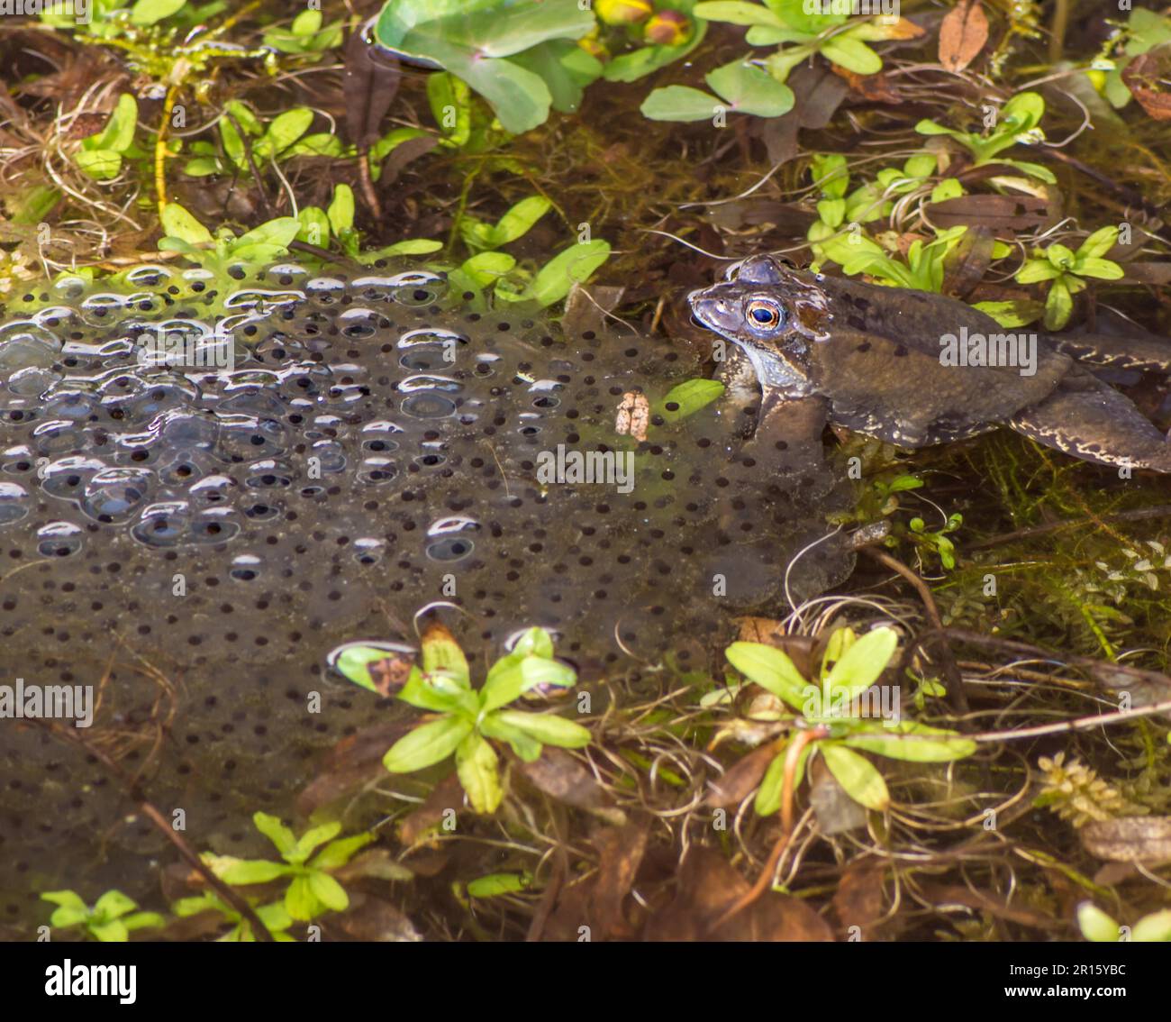 Toad spawn toad spawn hi-res stock photography and images - Alamy