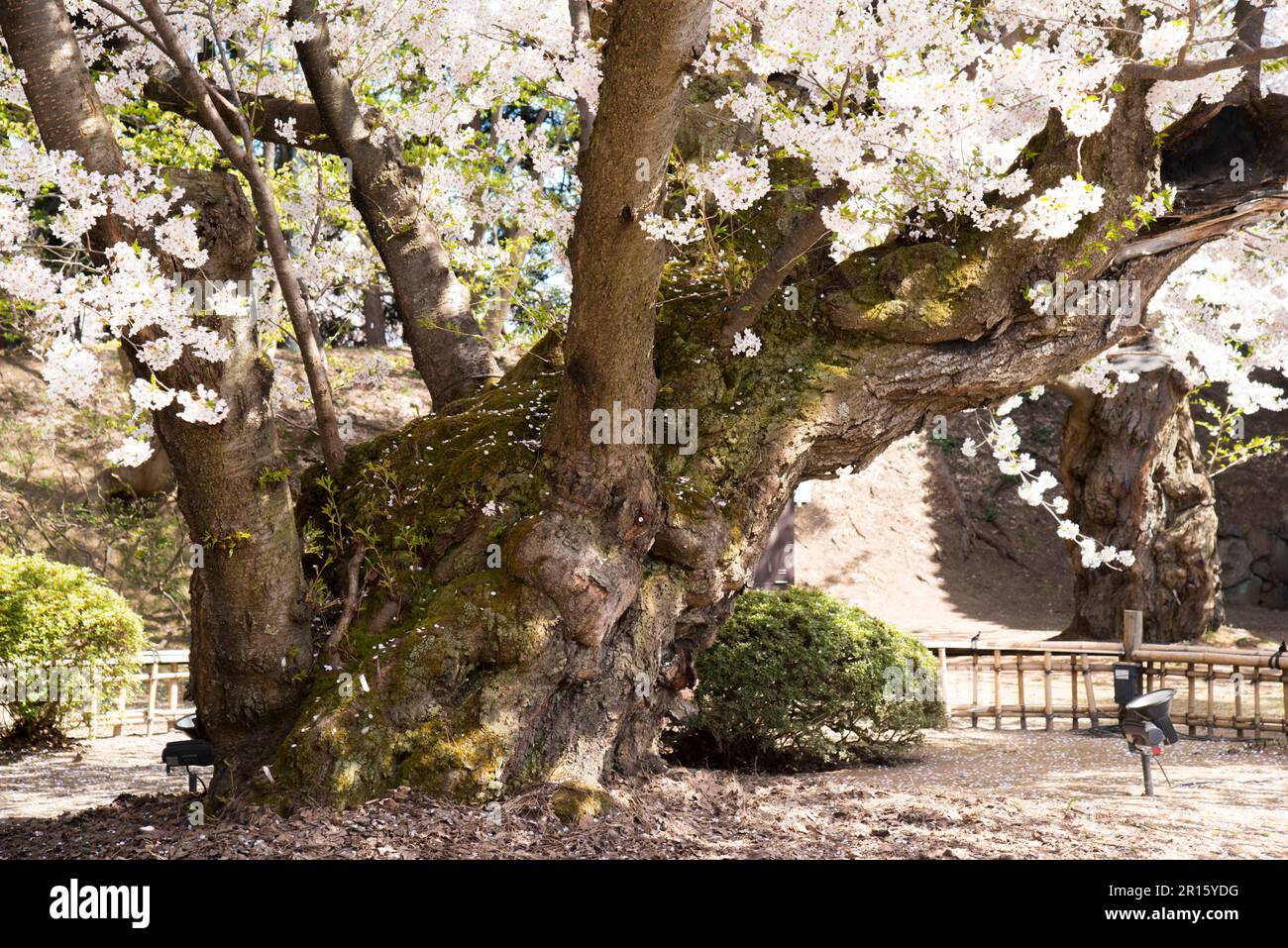 in Hirosakijo Castle Park, the oldest Someiyoshino(a cherry tree) in ...