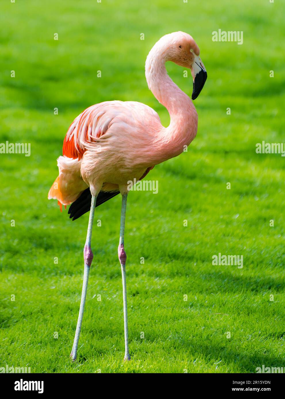 Pink flamingo bird standing in the grass Stock Photo - Alamy