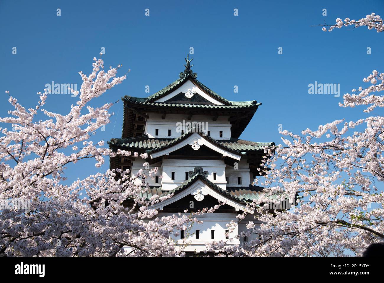 Hirosaki Castle with full bloomed cherry trees Stock Photo - Alamy