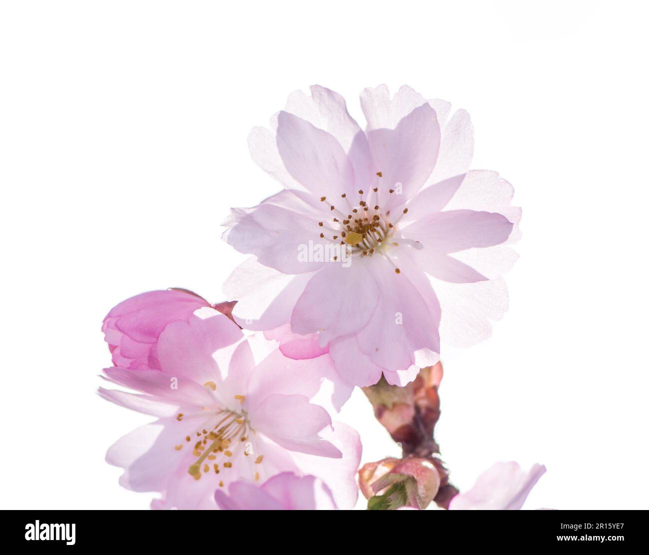 Pink flowering cherry tree Cut Out Stock Images & Pictures - Alamy