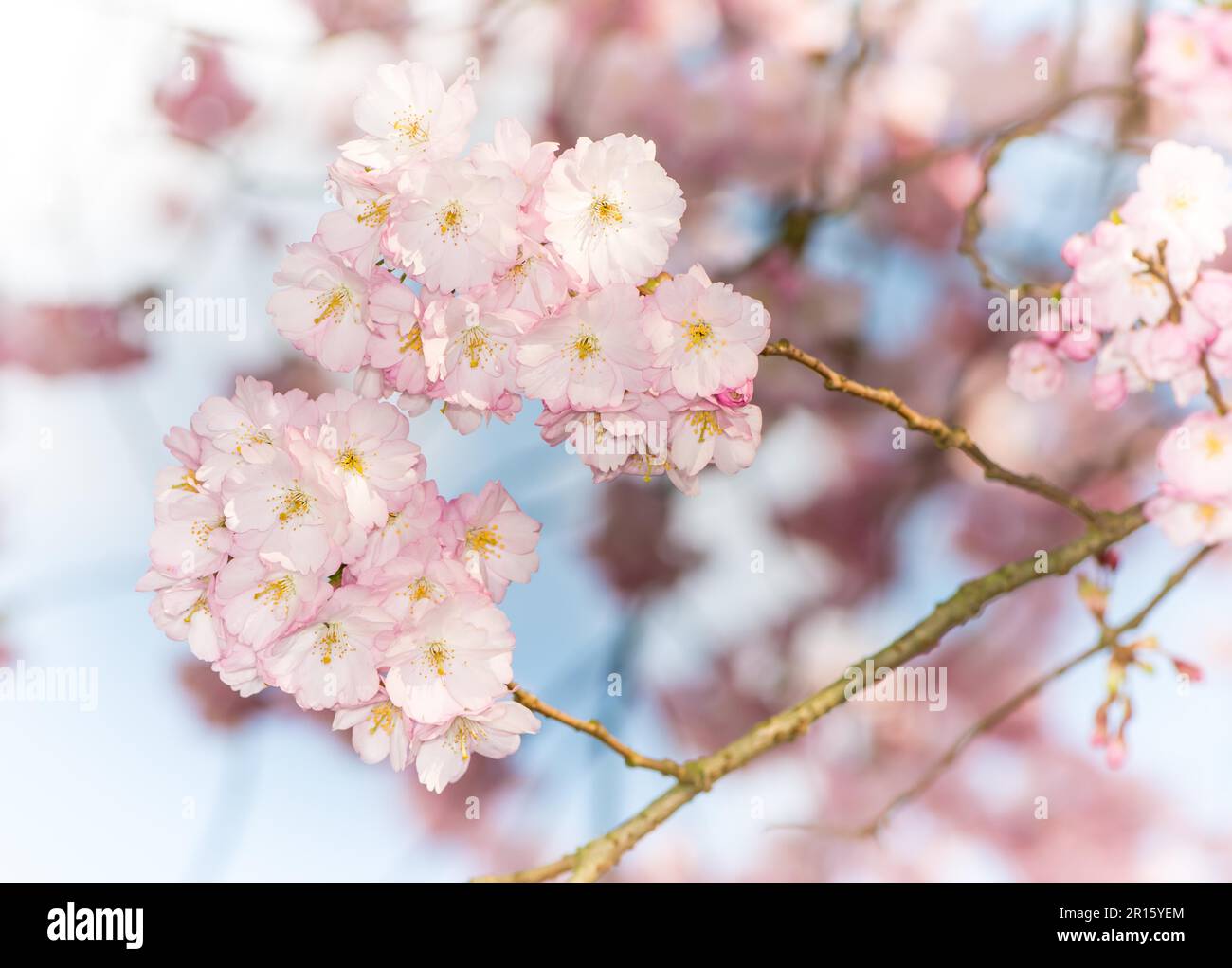 Twigs of a pink flowering cherry tree Stock Photo - Alamy