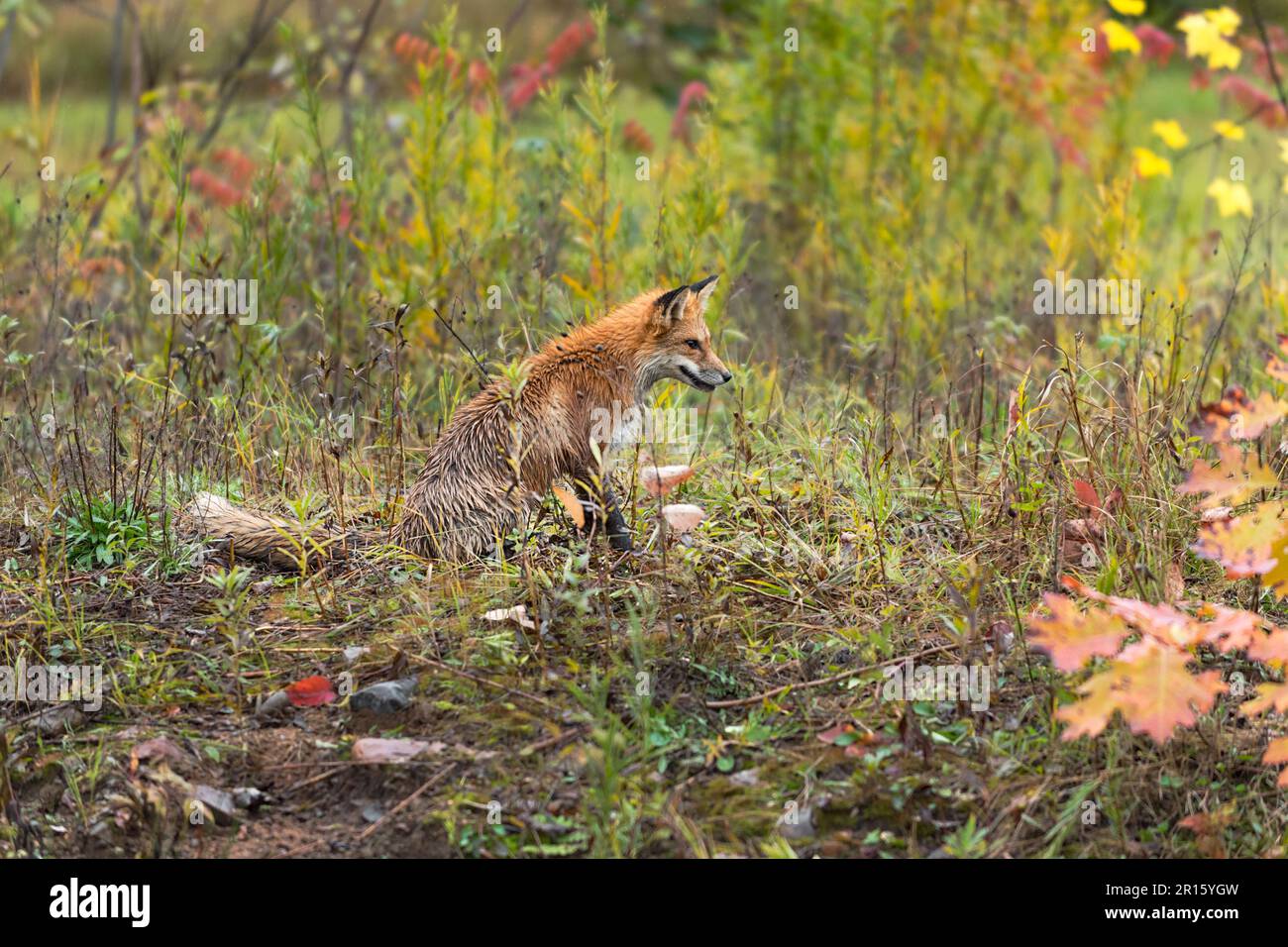 Wet Red Fox (Vulpes vulpes) Sits in Weeds Looking Right Autumn ...