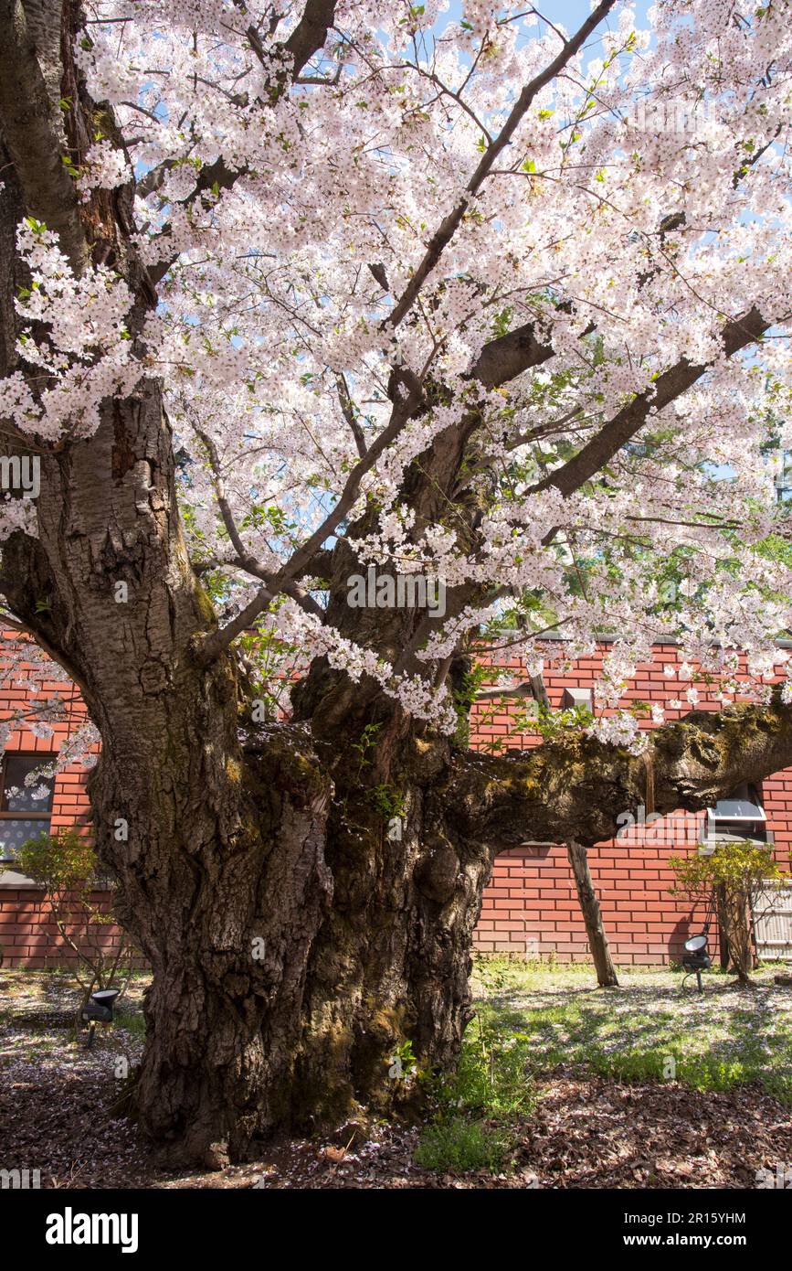 in Hirosakijo Castle Park, the widest Someiyoshino (a cherry tree) in ...