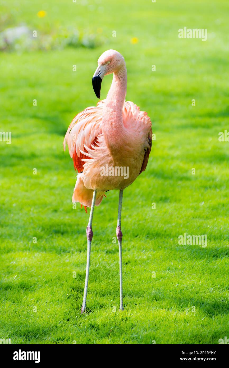 Real Flamingos Standing