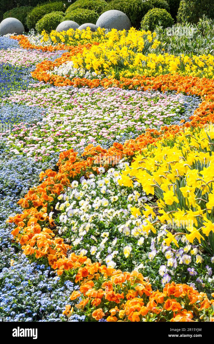 Iris Daffodil Pansy at Chelsea Elyard blog