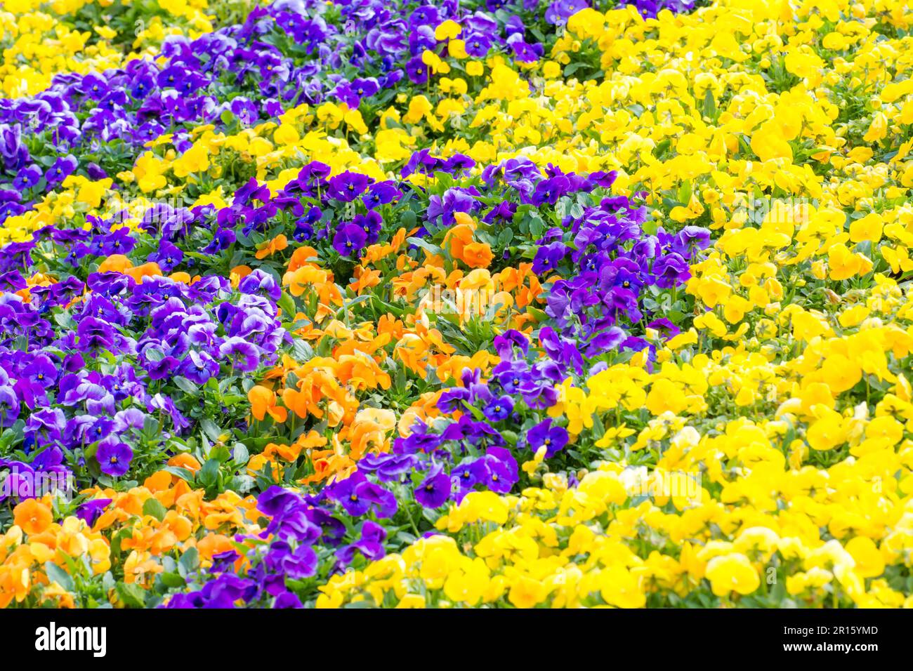 Sea of flowers with orange, yellow and purple pansy blossoms Stock ...