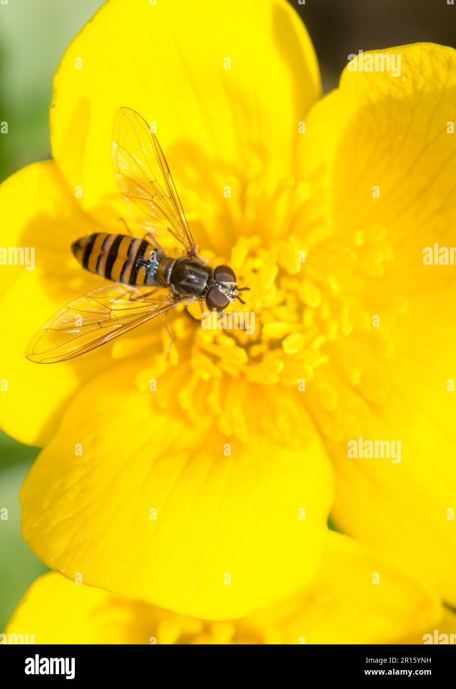 Yellow hoverfly hi-res stock photography and images - Alamy