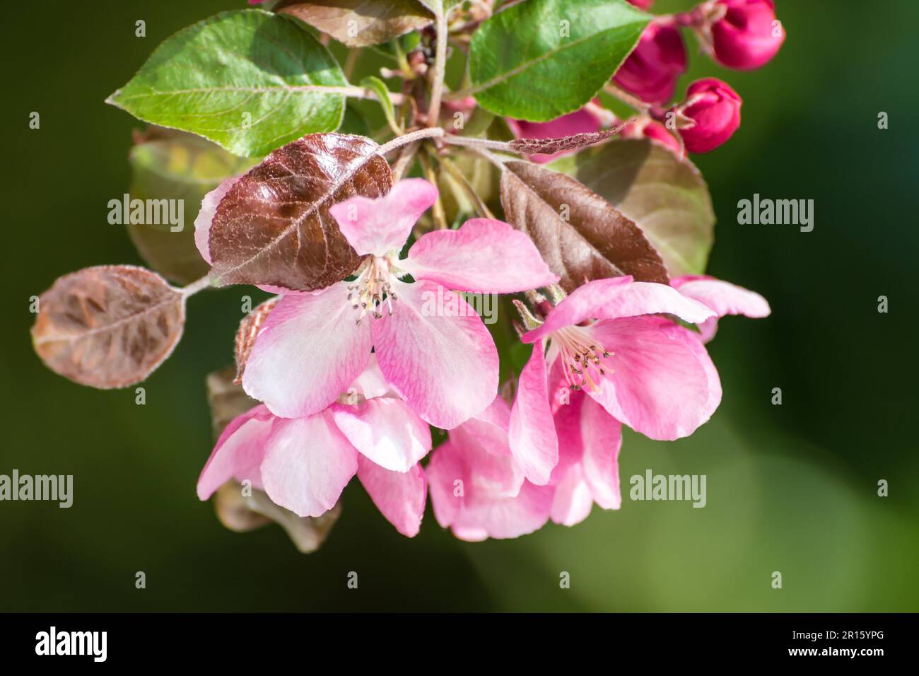 A flowering apple tree hi-res stock photography and images - Alamy