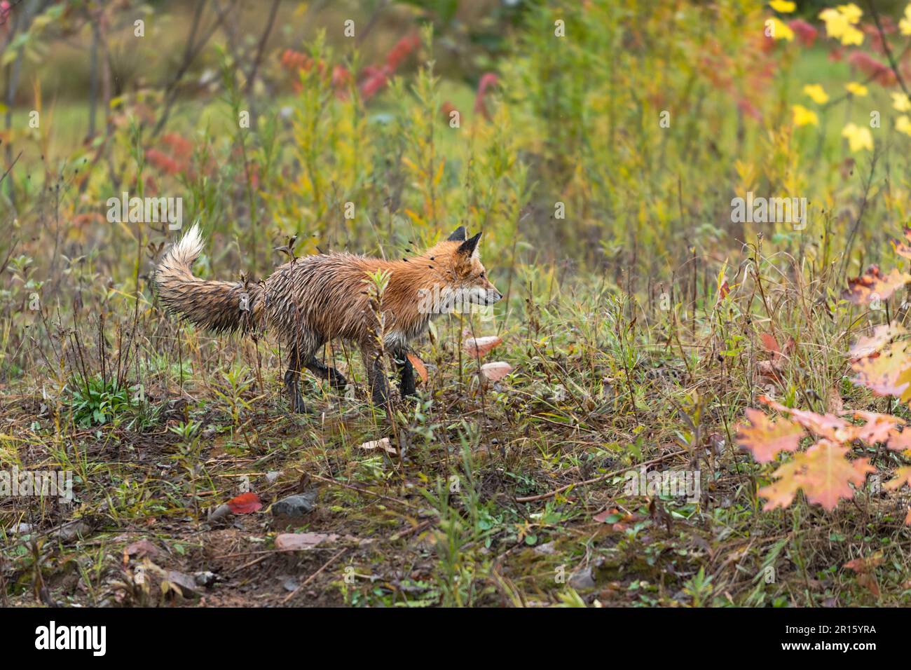 Wet Red Fox (Vulpes vulpes) Steps Right in Weeds Autumn - captive ...