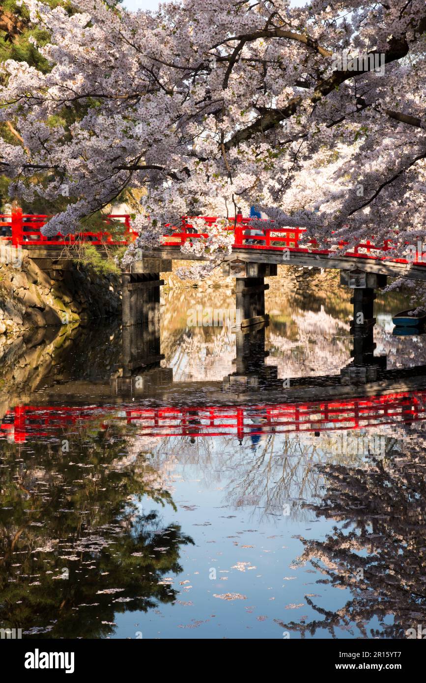 Tkaohashi bridge in Hirosakijo castle and cherry blossoms in full bloom ...