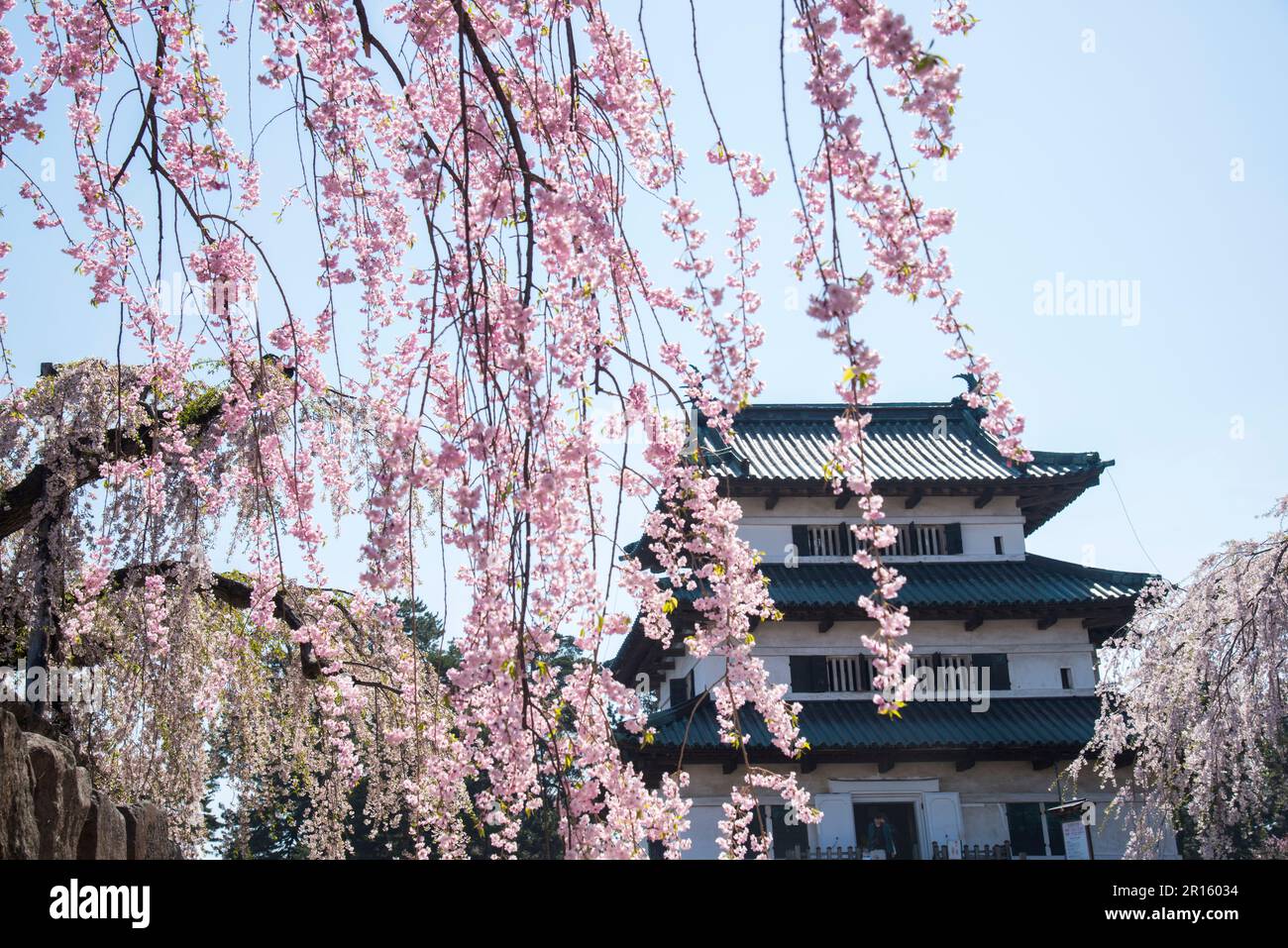 Cherry blossoms in full bloom and Hirosaki Castle castle tower Stock ...