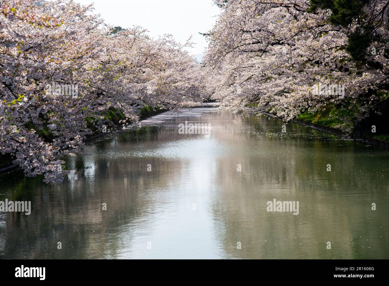 the outer moat and cherry trees in Hirosakijo castle Stock Photo - Alamy