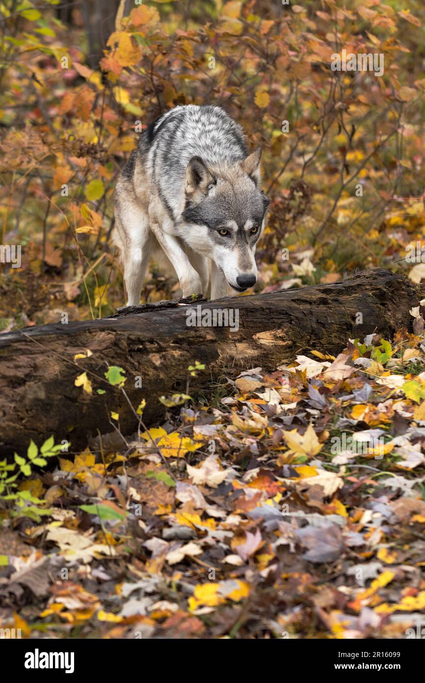 Captive male grey wolf hi-res stock photography and images - Alamy
