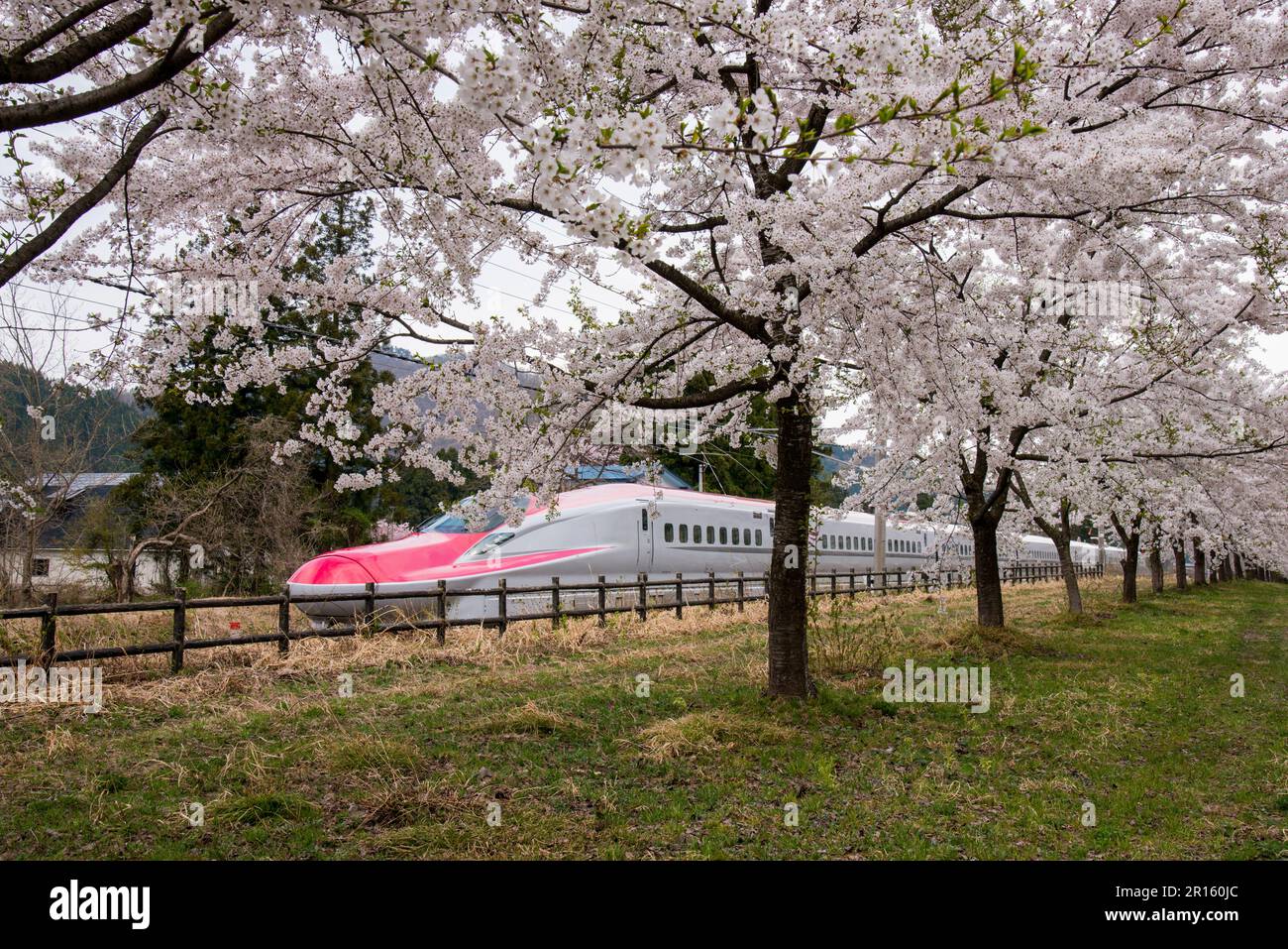 A row of cherry trees and Akita Shinkansen Super KOMACHI Stock Photo ...