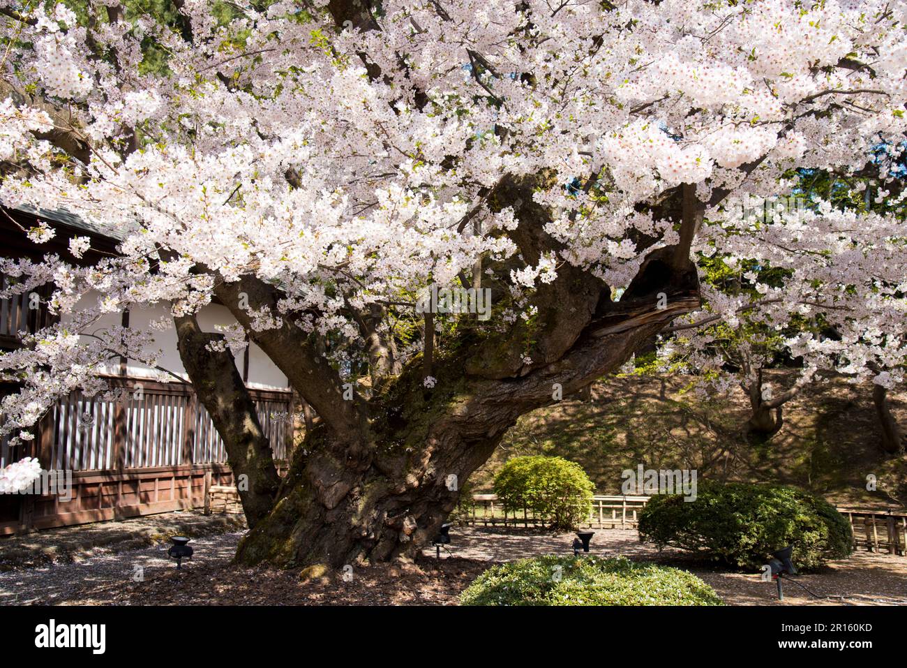 in Hirosakijo Castle Park, the oldest Someiyoshino(a cherry tree) in ...
